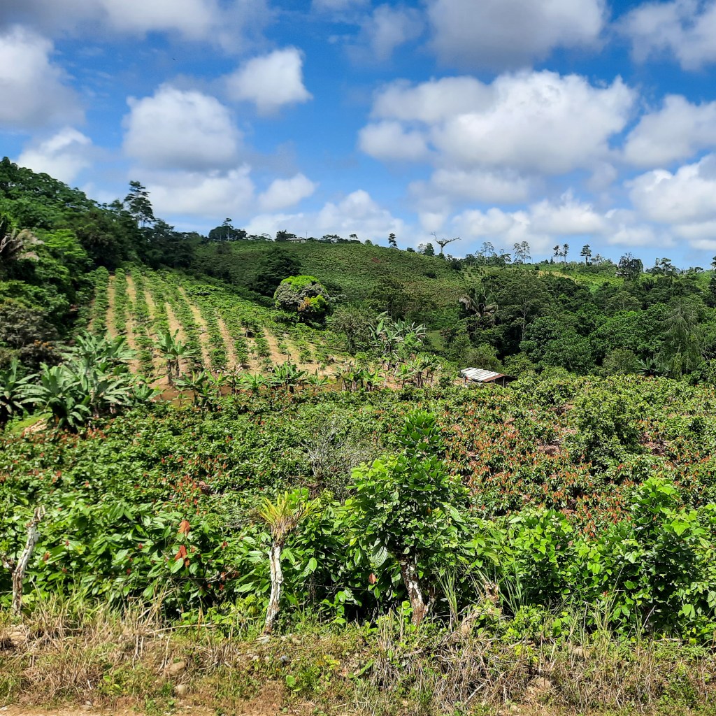Delivering Multipurpose Trees to El Sábalo, Ecuador – Beyond Beans ...