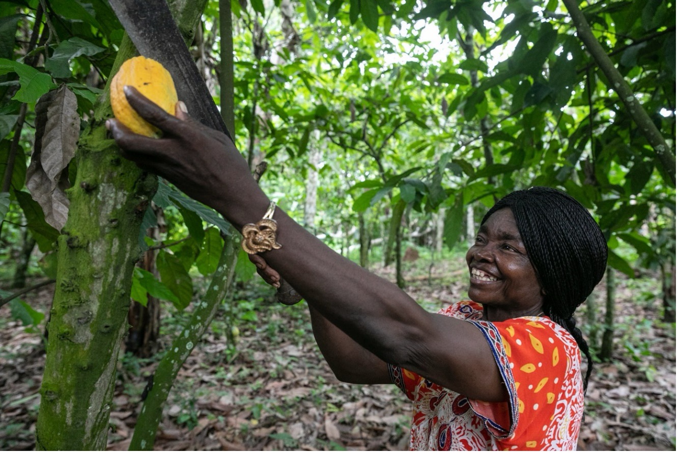 Picking Cocoa – Beyond Beans Foundation