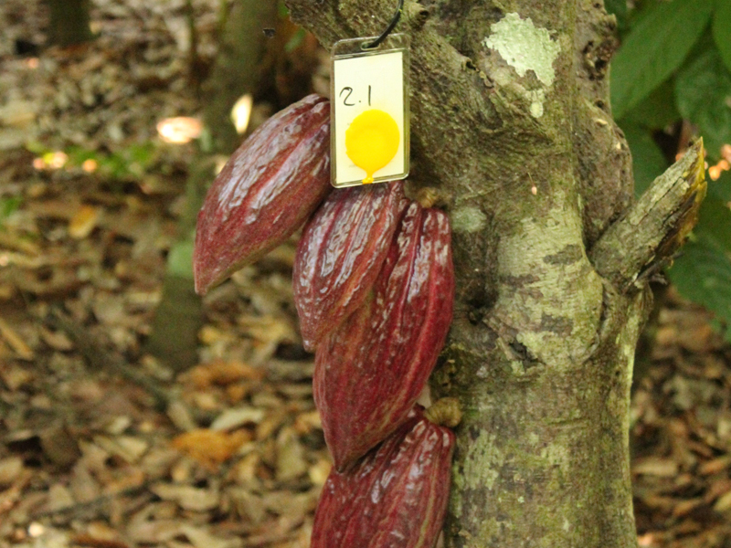 Biochar Production for Low-carbon Cocoa